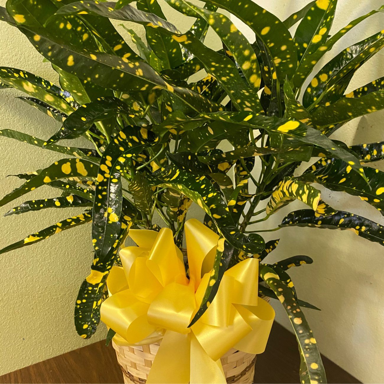 Croton: Superstar – Mitchells Florist Orlando
